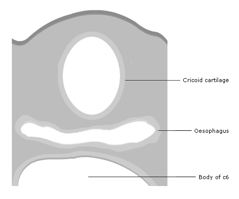 A transverse section at the level of the cricoid cartilage