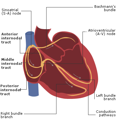 Sinoatrial Node And Atrioventricular Node